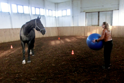 EQUUS TRAINING